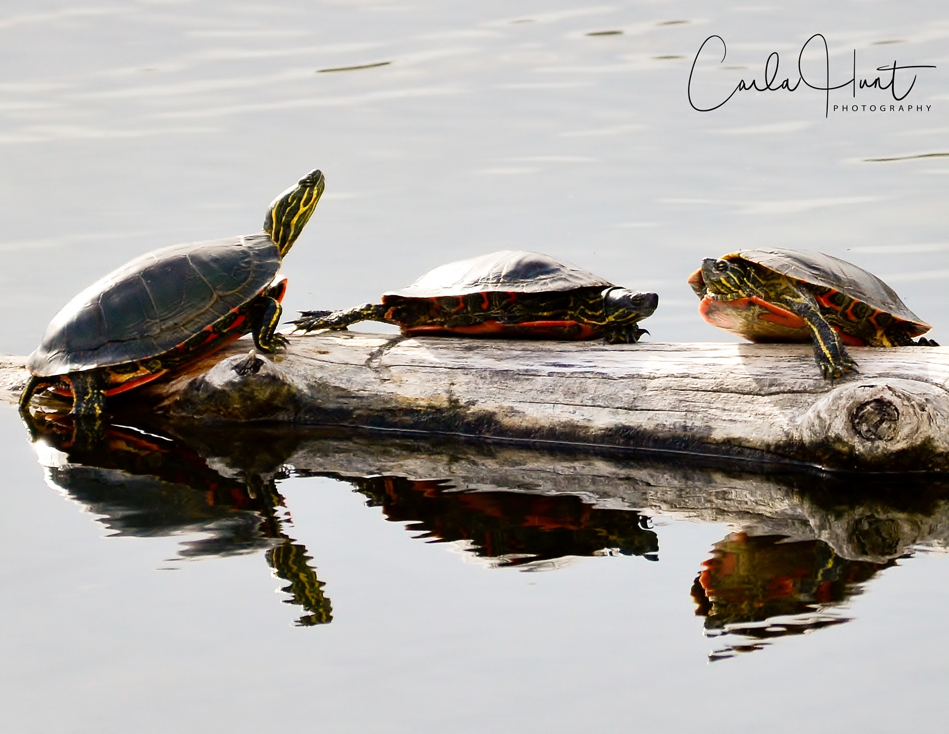 Western Painted Turtles – BEAUTY IN THE OKANAGAN