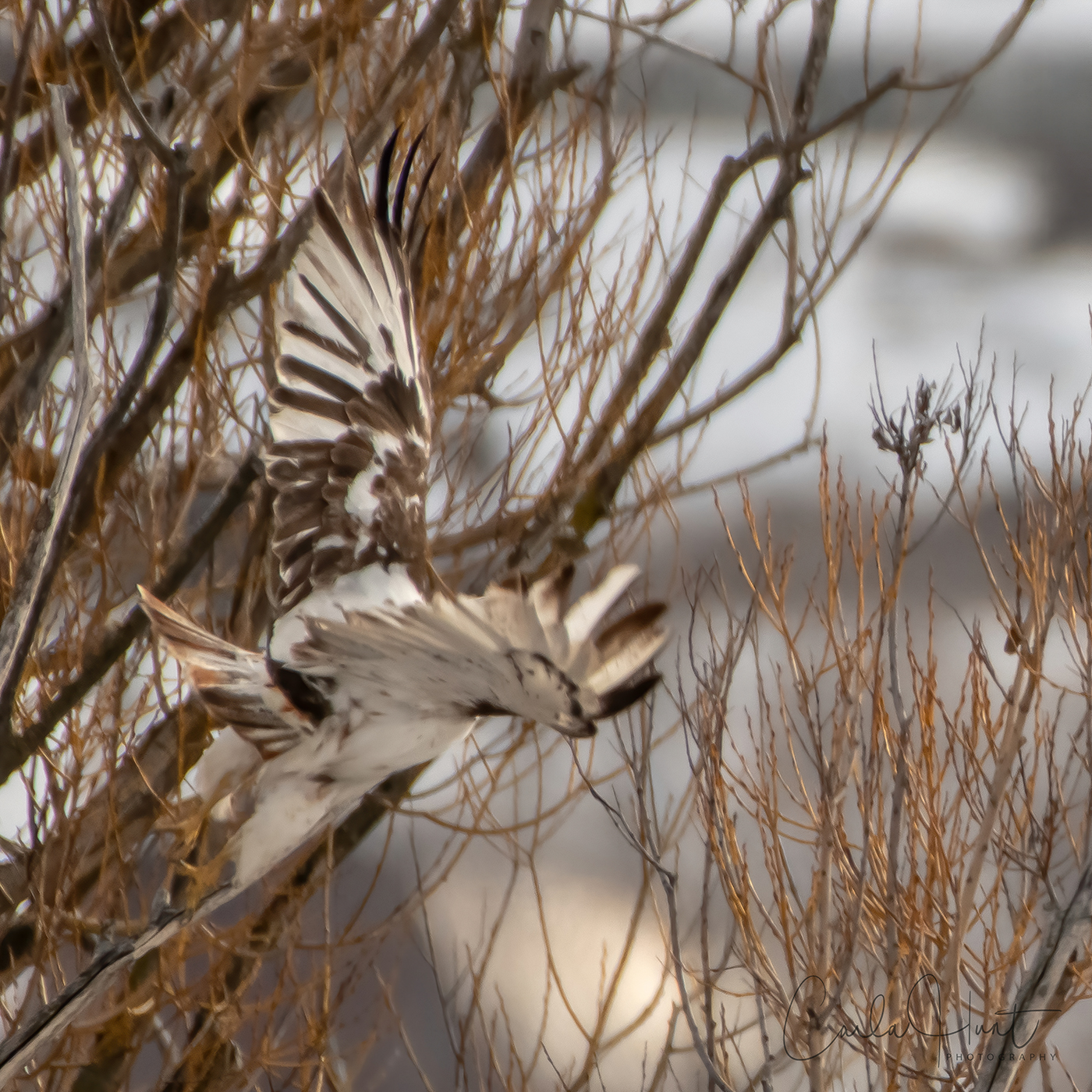 Hawks – BEAUTY IN THE OKANAGAN